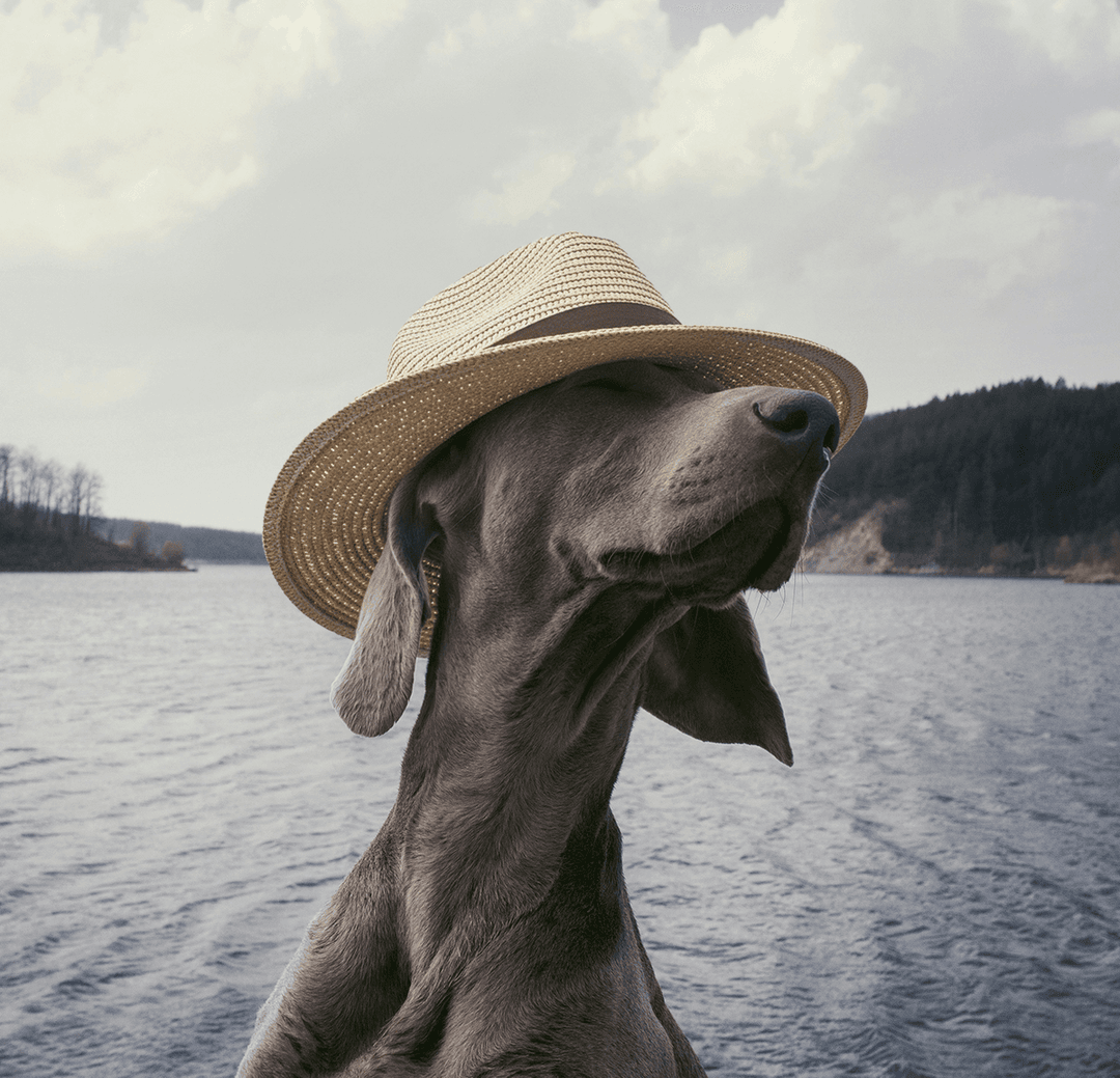 Pablo - AI Image Plugin for Photoshop